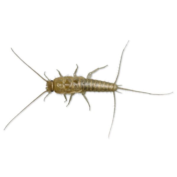 WC Spotted Fire Millipede | Peregrine