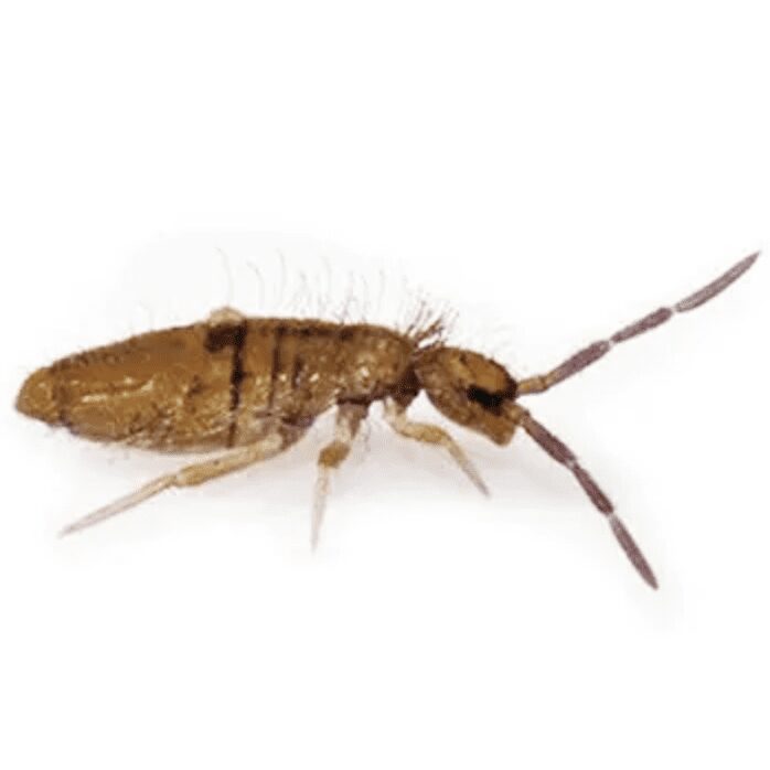 Aquatic Livefood | Peregrine